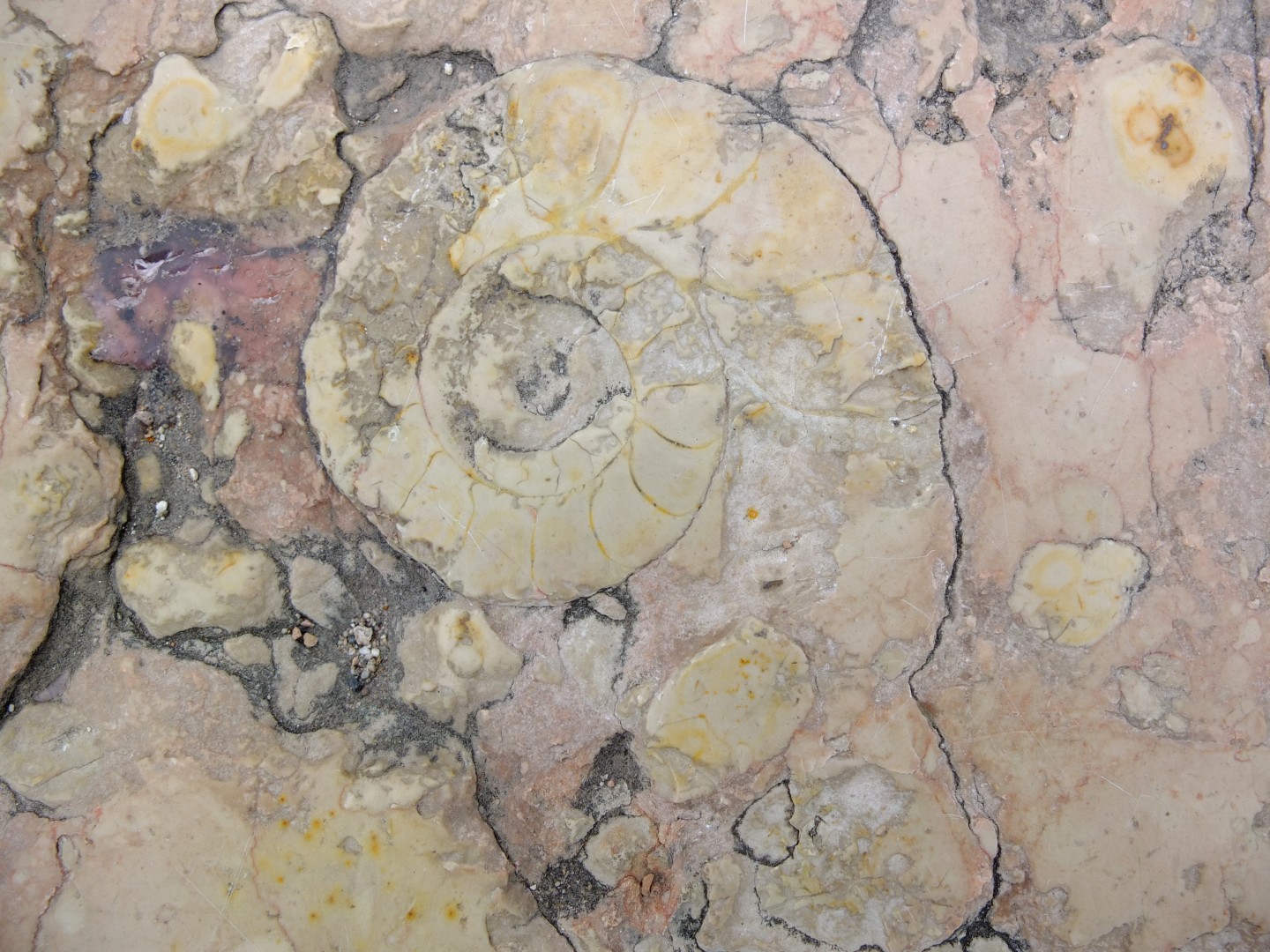 I nostri viaggi d'Italia: Fossils and other interesting stone surfaces ...