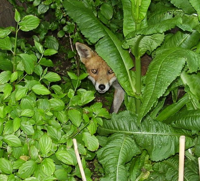 fleet street fox: About me