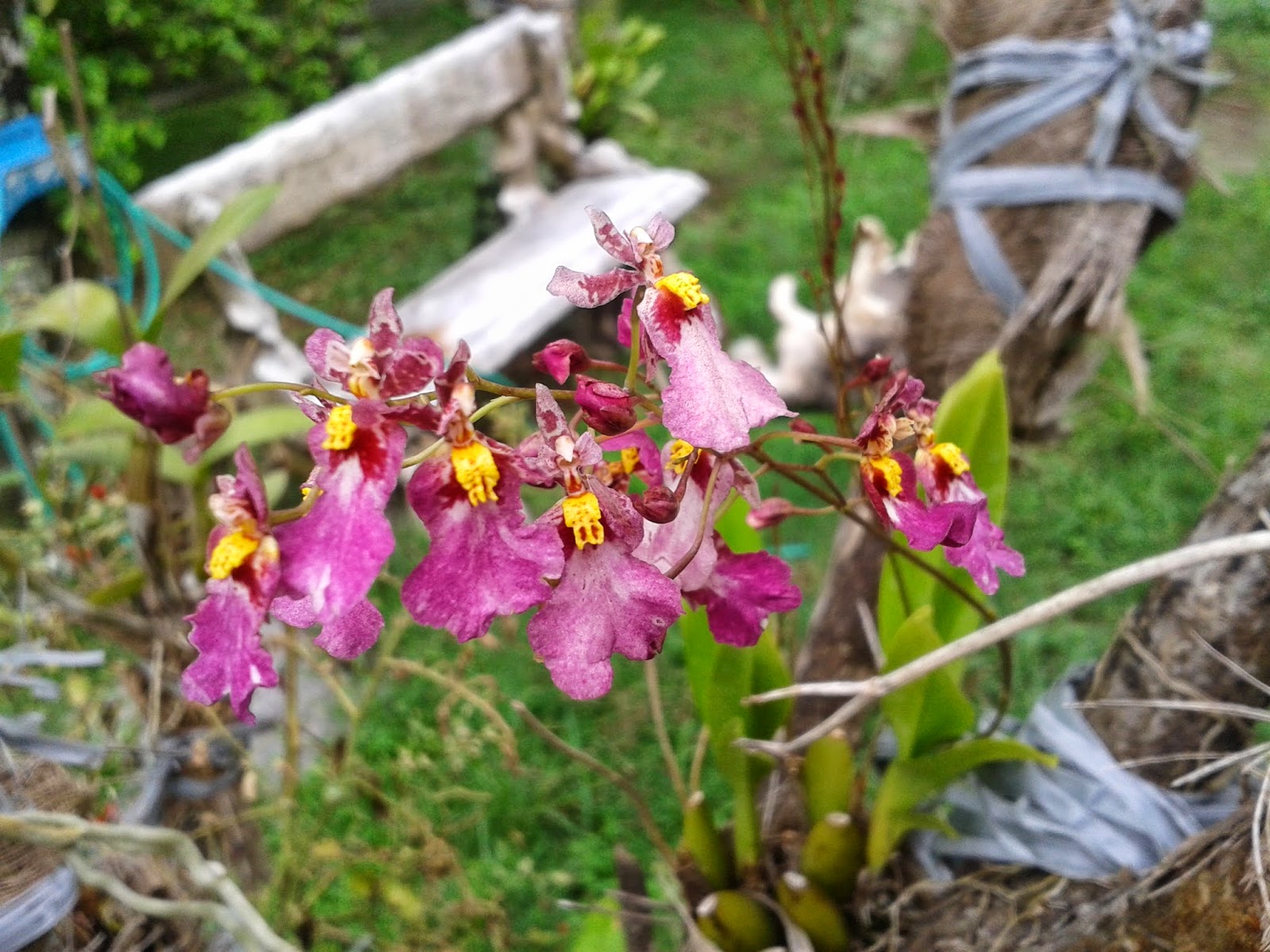 Orquídeas do nosso quintal: Oncidium Red Mini "CT Little Cherry"