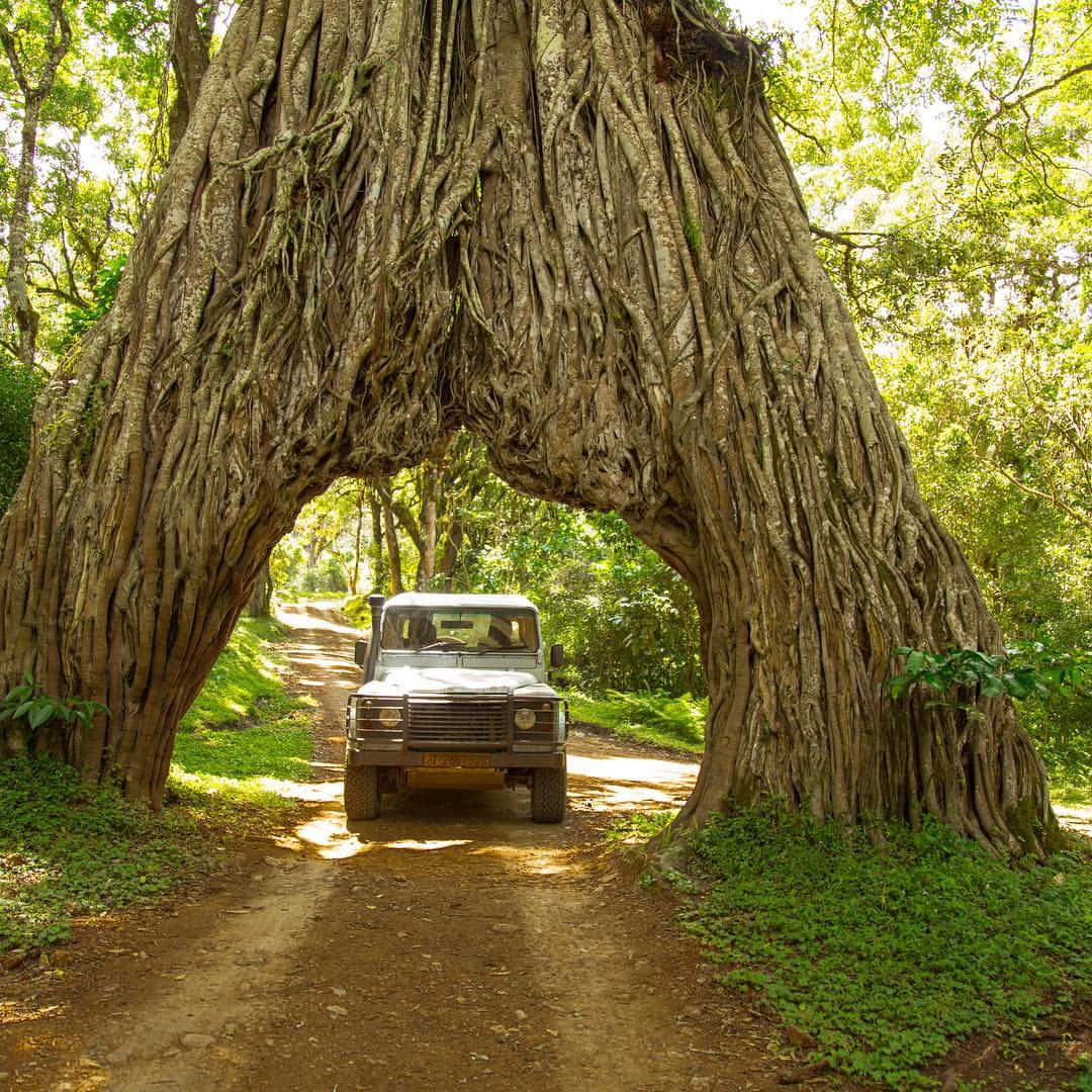 THE MAGIC FIG TREE ARC IN ARUSHA NATIONAL PARK, TANZANIA. ~ Ukarimu ...