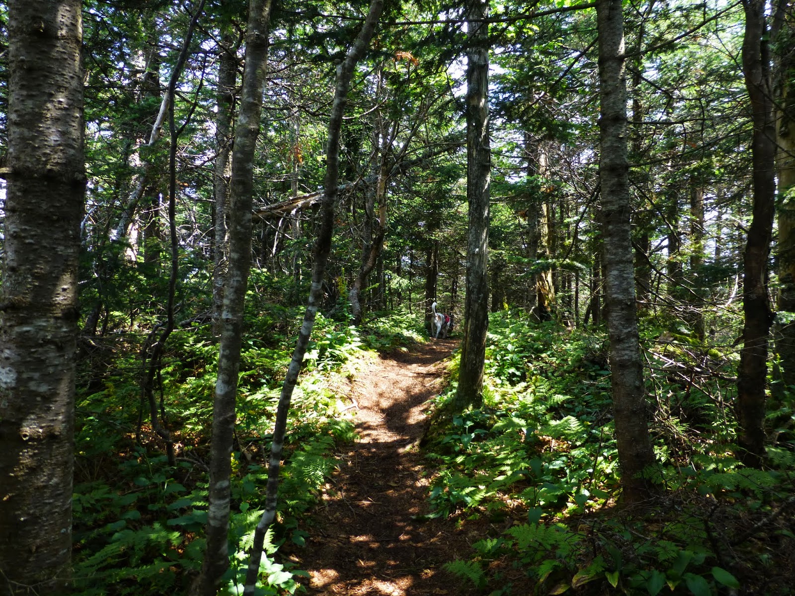 Off on Adventure: Moose and McKenzie Mountains - McKenzie Mountain ...