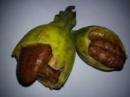 TERATAK SENJA: Buah Keranda