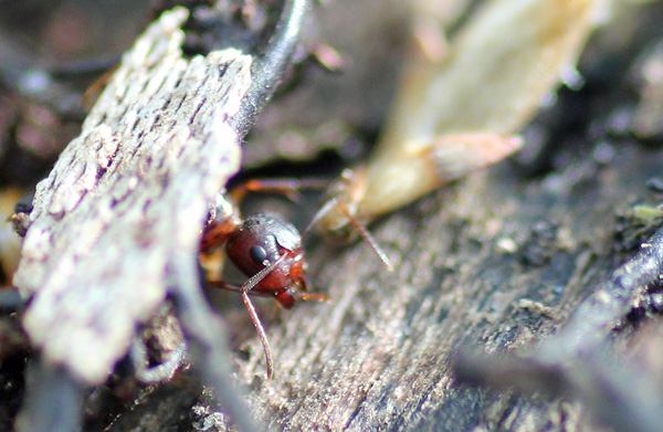 MObugs: Bearded Carpenter Ant