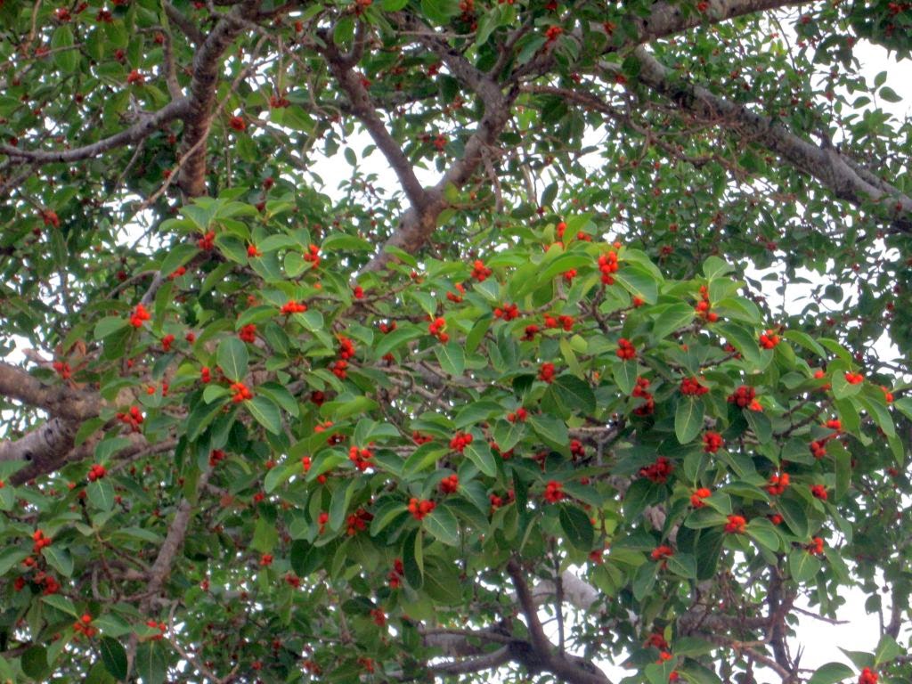 Banyan Tree - ARUNACHALA LAND