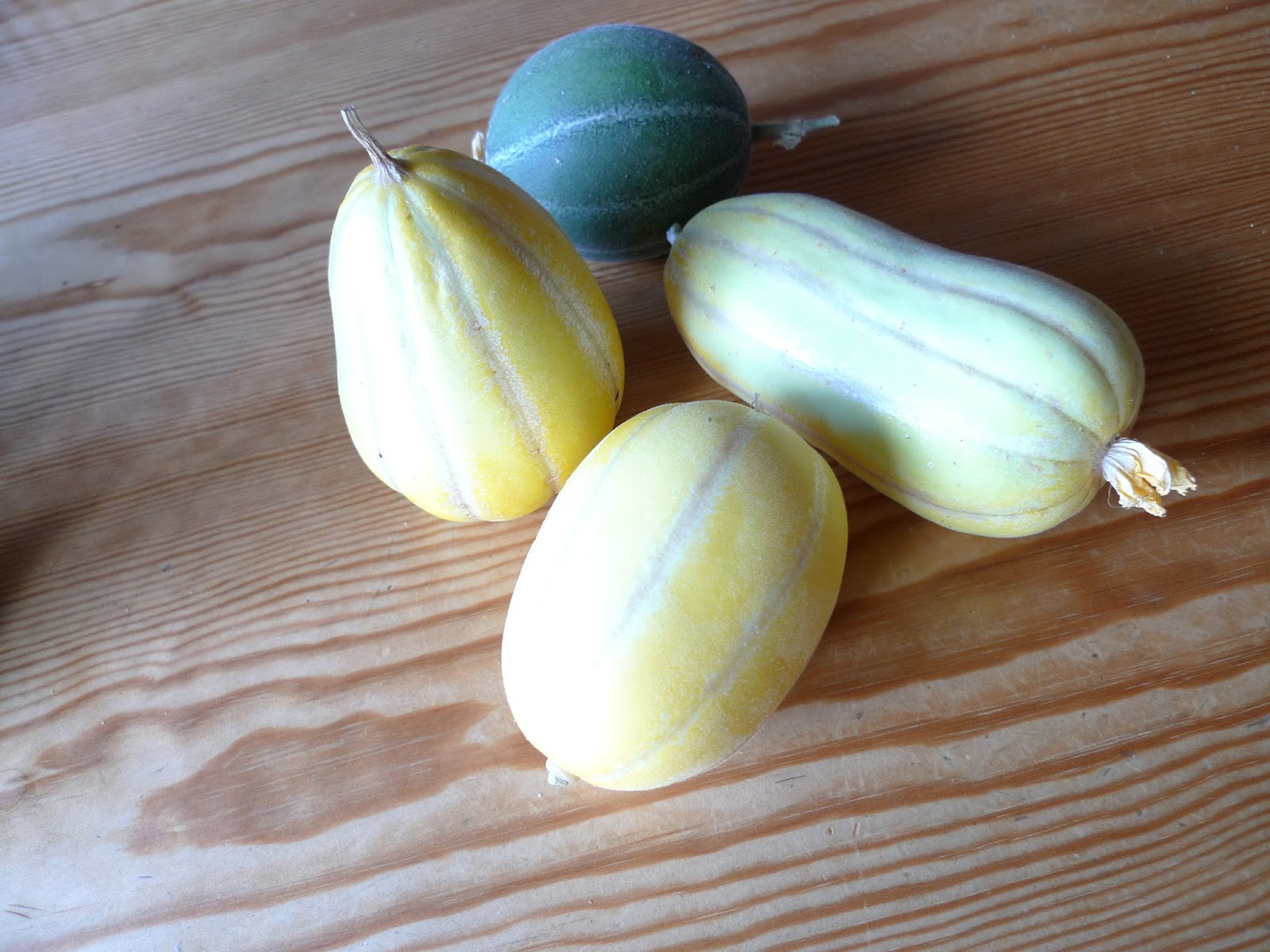 Trädgård. IT för Seniorer mm.: Årets meloner