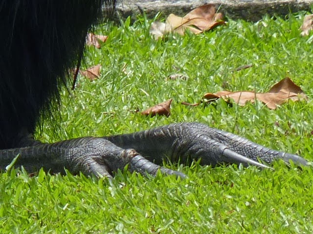 Birding For Pleasure: Cassowary - Cyclone Calamity