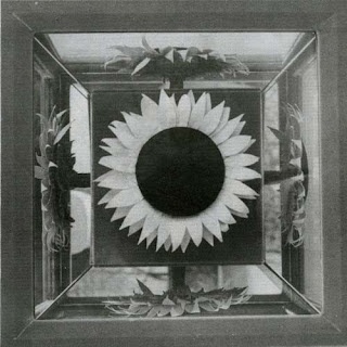 ARTlines Archive: Eugene Dobos: My Charred Flowers (1981)