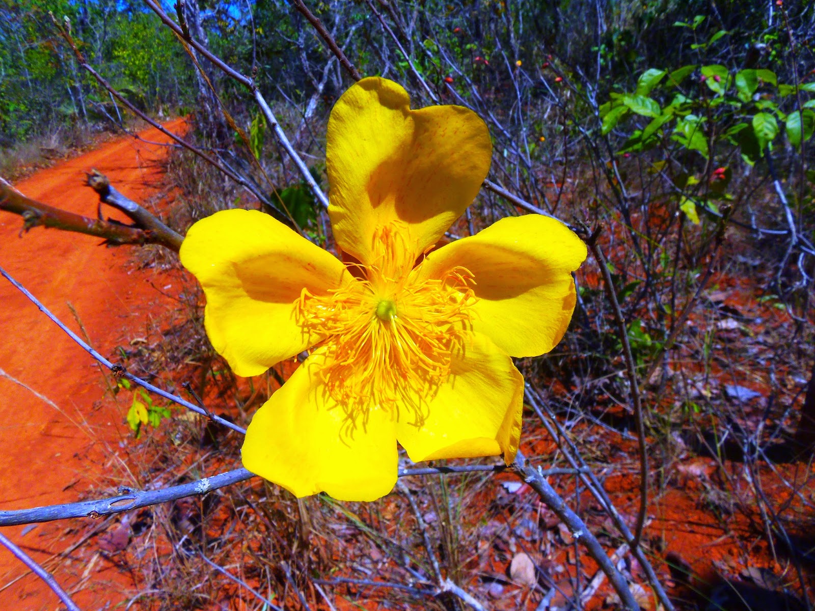 Plantas Do Cerrado Brasileiro - FDPLEARN