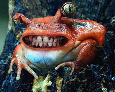 Funny Frog New Photos 2011 | Funny And Cute Animals