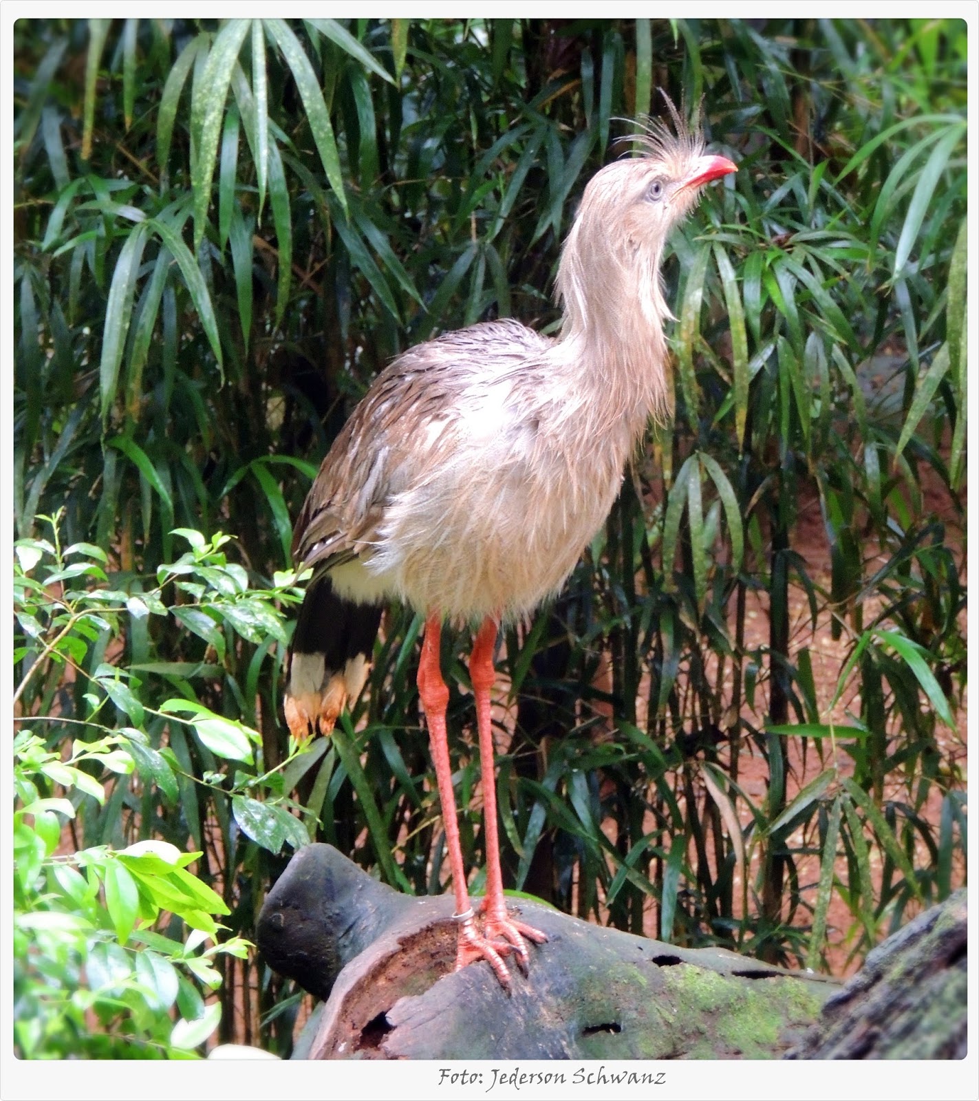 Seriema *** Cariama cristata (Linnaeus, 1766) -Red-legged Seriema-