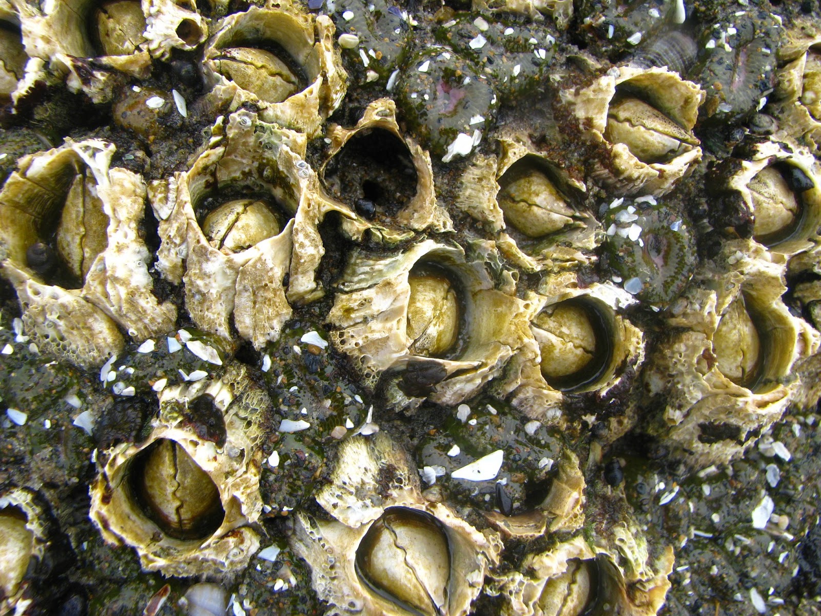 Adventures Of a Phoebasaurus: Tide pools & sand dunes...