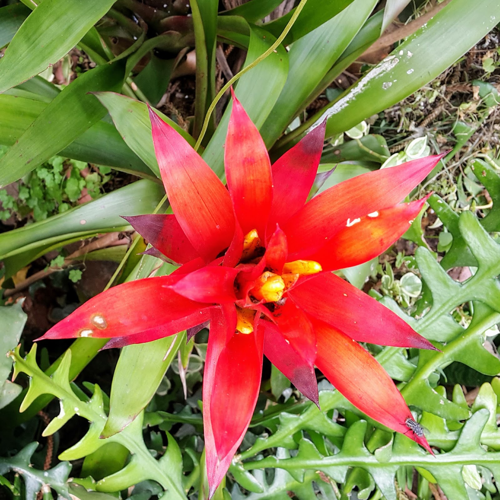 "Verdade//aspas" : 👪 Bromeliaceae (Guzmania lingulata)