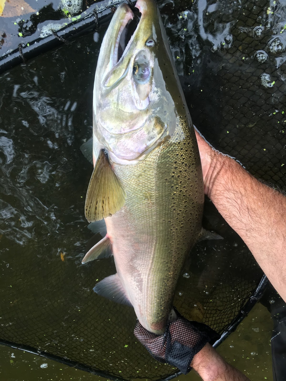 COHO- STUDY IN SILVER AND PINK-- A GREAT LAKES EXPERIMENTAL "FIRST FISH ...
