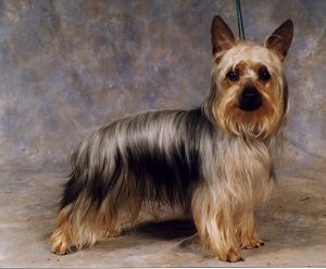 Australian Silky Terrier Dog Breed Reviews ~ Blog of Dogs Breeds ...