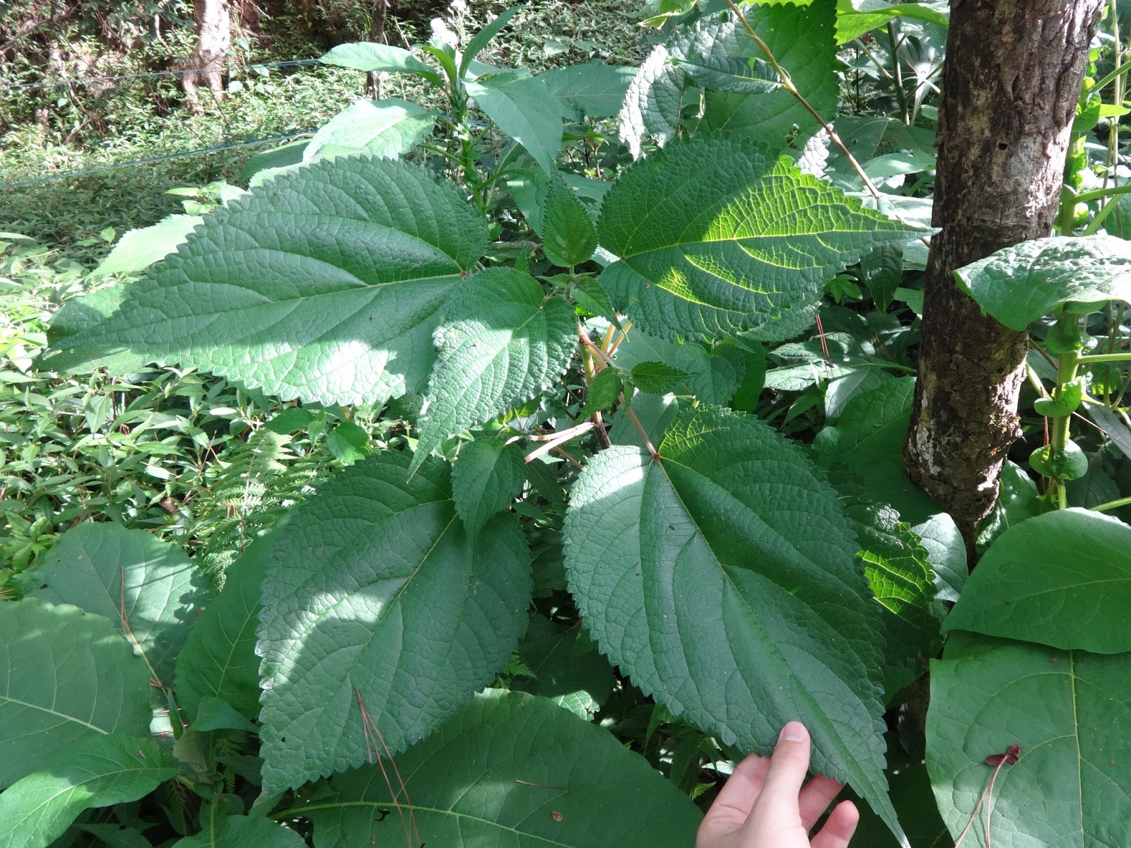 Herbs from Distant Lands: Pipturus spp. - Mamaki Tea, Handalamay, Armwe ...
