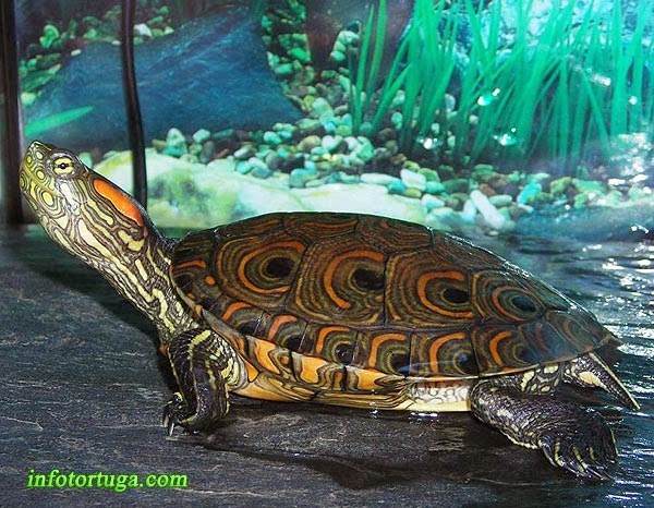 Infotortuga: Trachemys callirostris, tortuga colombiana