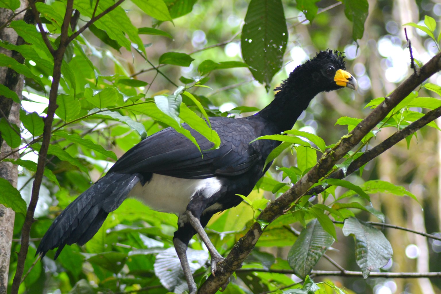 Guyane : Observer les caïmans aux marais de Kaw - Les rêveries d'Isisya