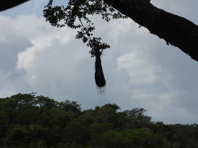 Bird & Travel Photos, Birding Sites, Bird Information: ALTAMIRA ORIOLE ...