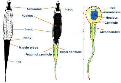 Development of animals, The formation of gametes gametogenesis in ...