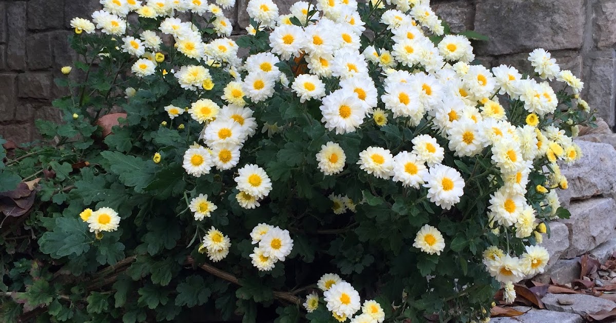 Time in the garden: Tufănele, crizanteme, mums 2018 (2)