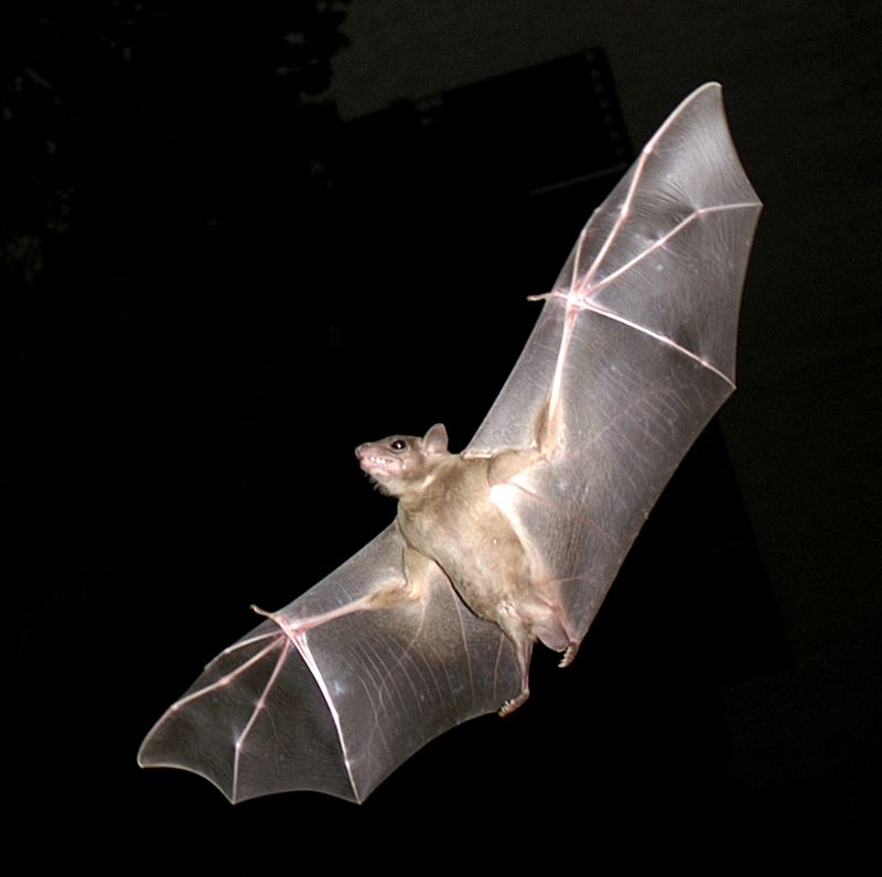 Encyclopedia of Trivia: Bat