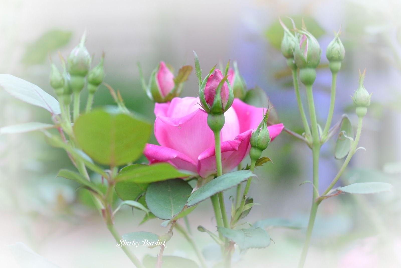 Sweet Romantic Notions: Knock-Out Roses and Lavender