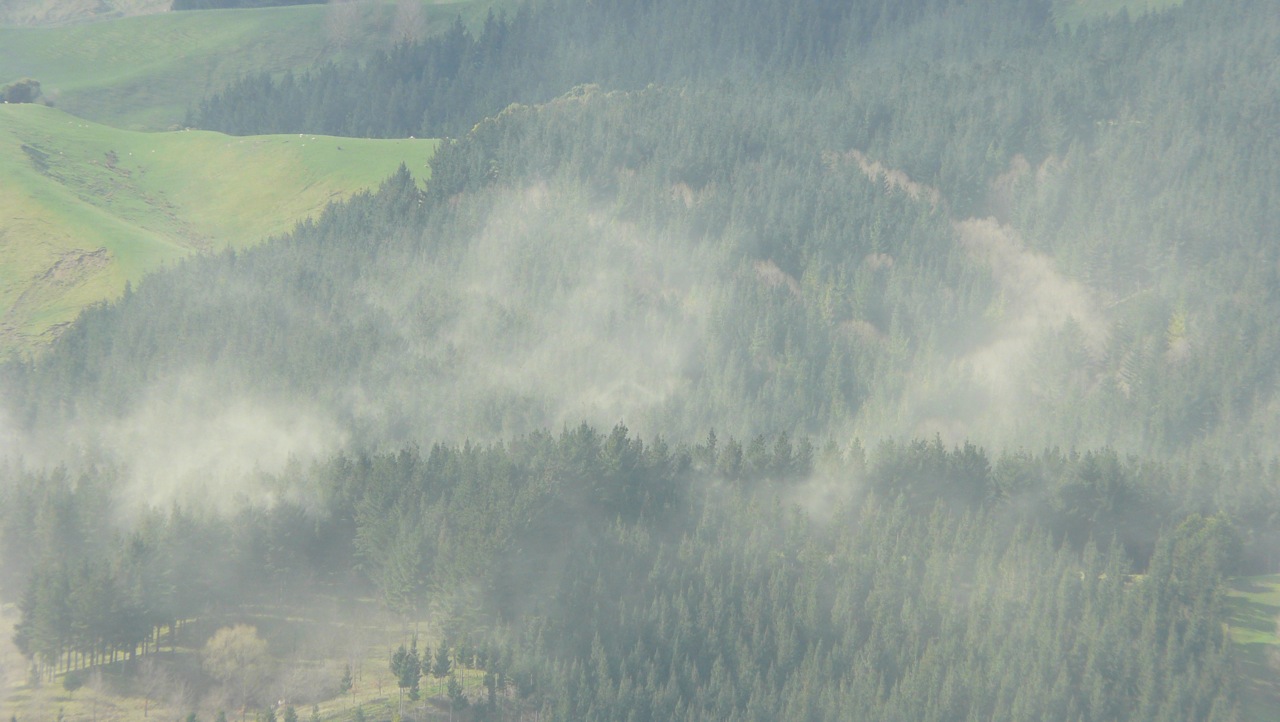 Elmtree: Clouds in our Skies.