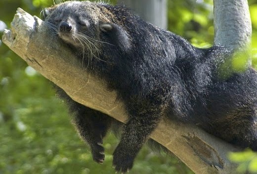 myrna ..: Binturong ...