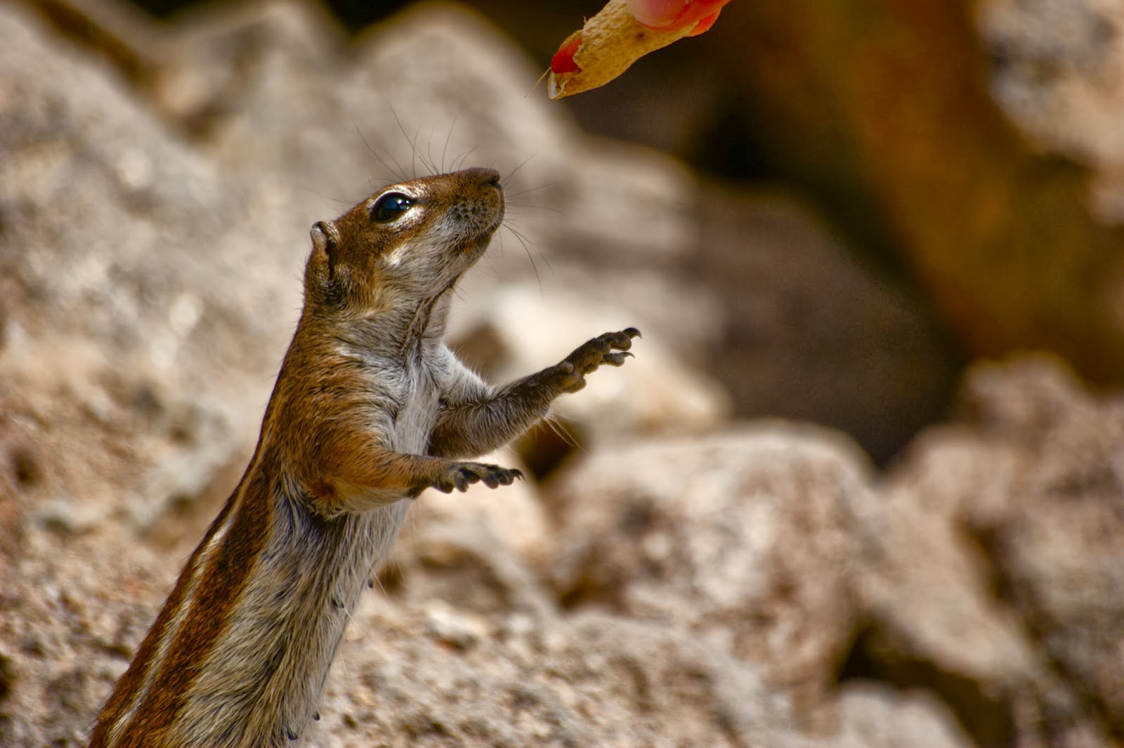 travellerka: Pręgowiec Berberyjski