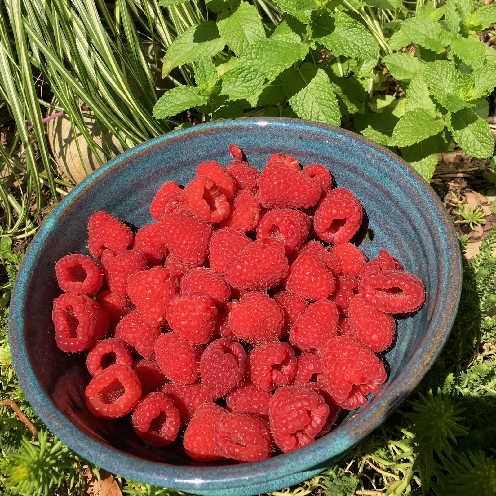 Raspberry Smash