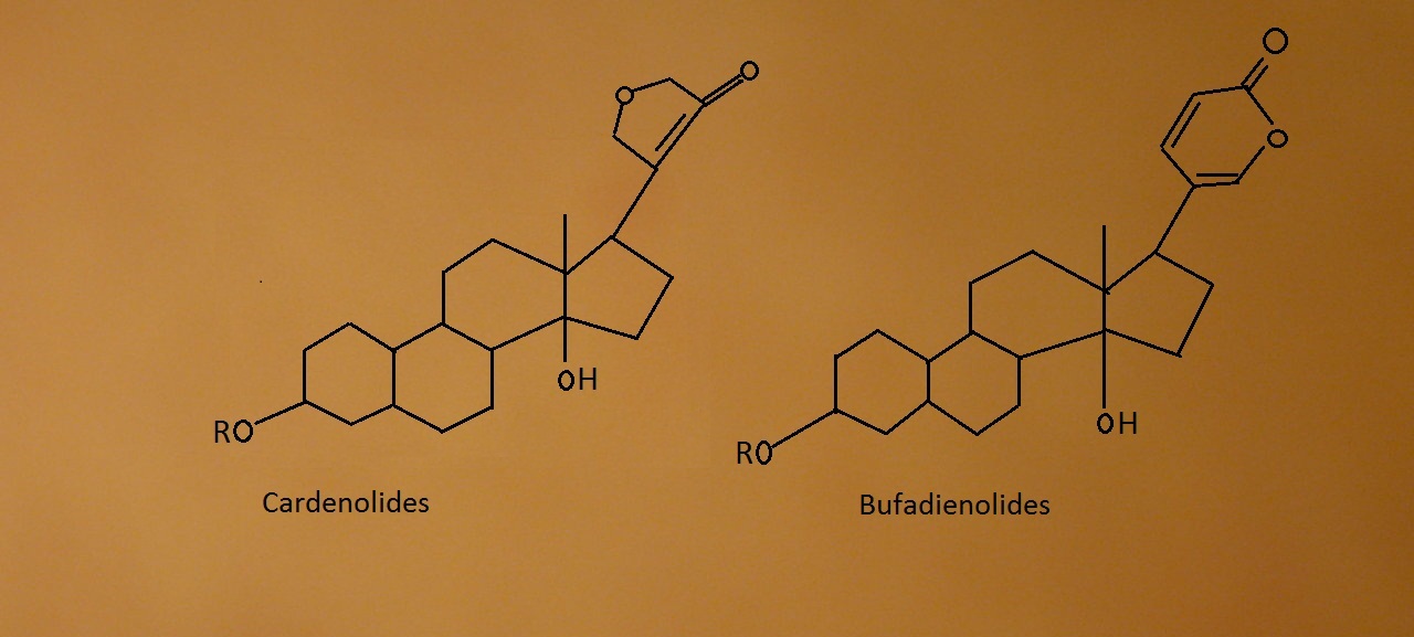 Pharm Index: Cardiac Glycoside in heart