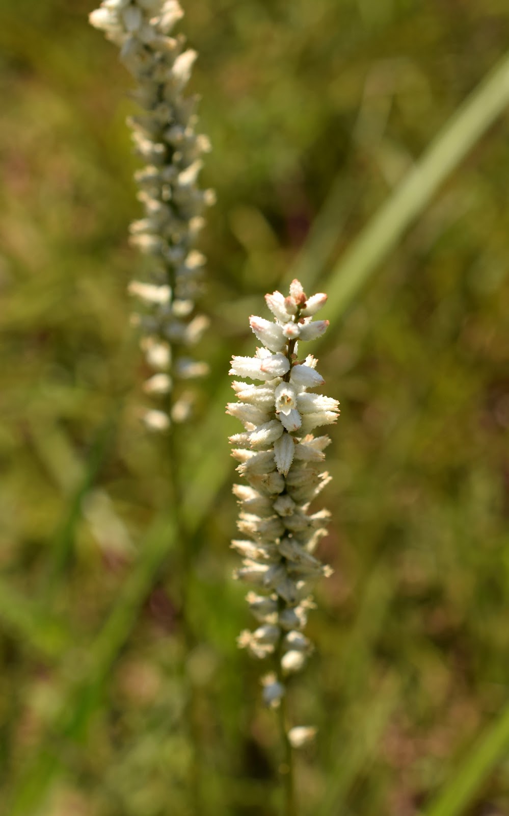 Using Georgia Native Plants: Special Plants, Special Places – Coosa ...