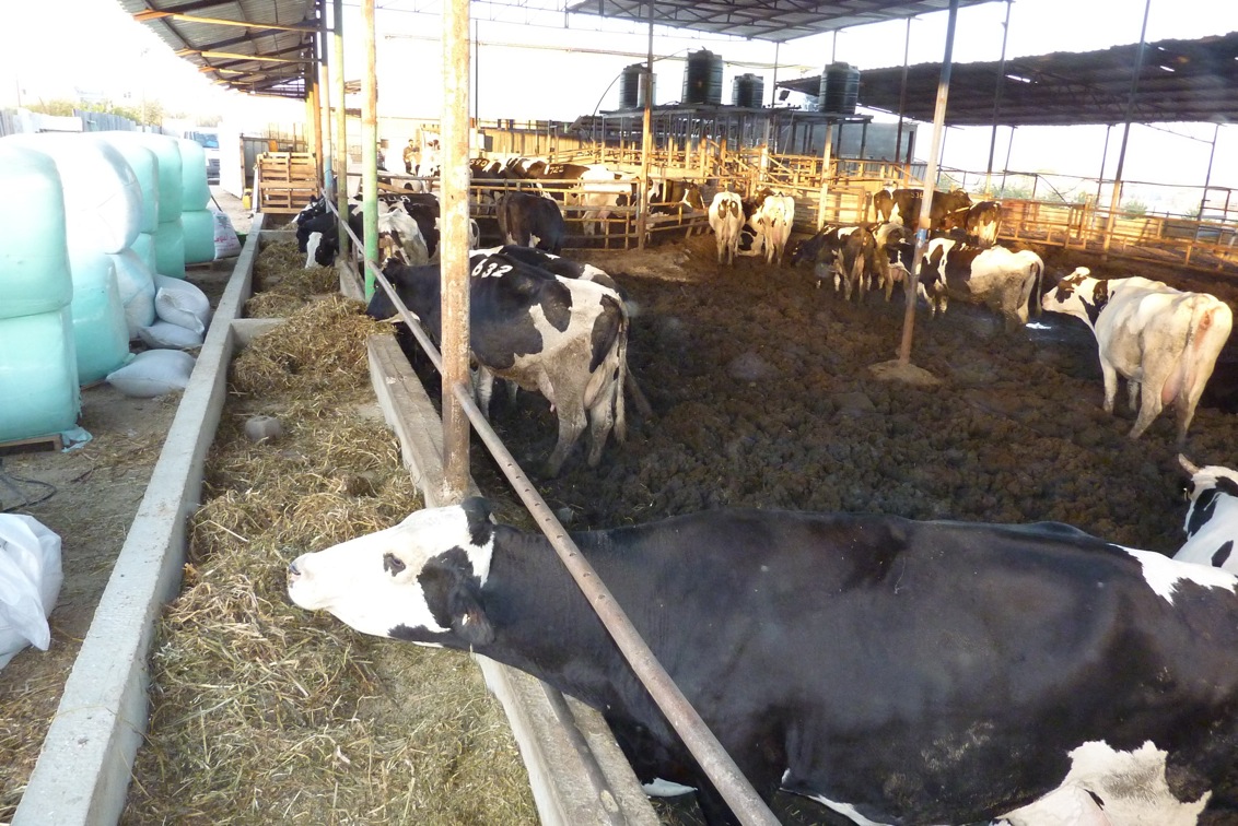 A2G2 & B2G: Projek Ternakan Lembu Tenusu Rakyat Malaysia