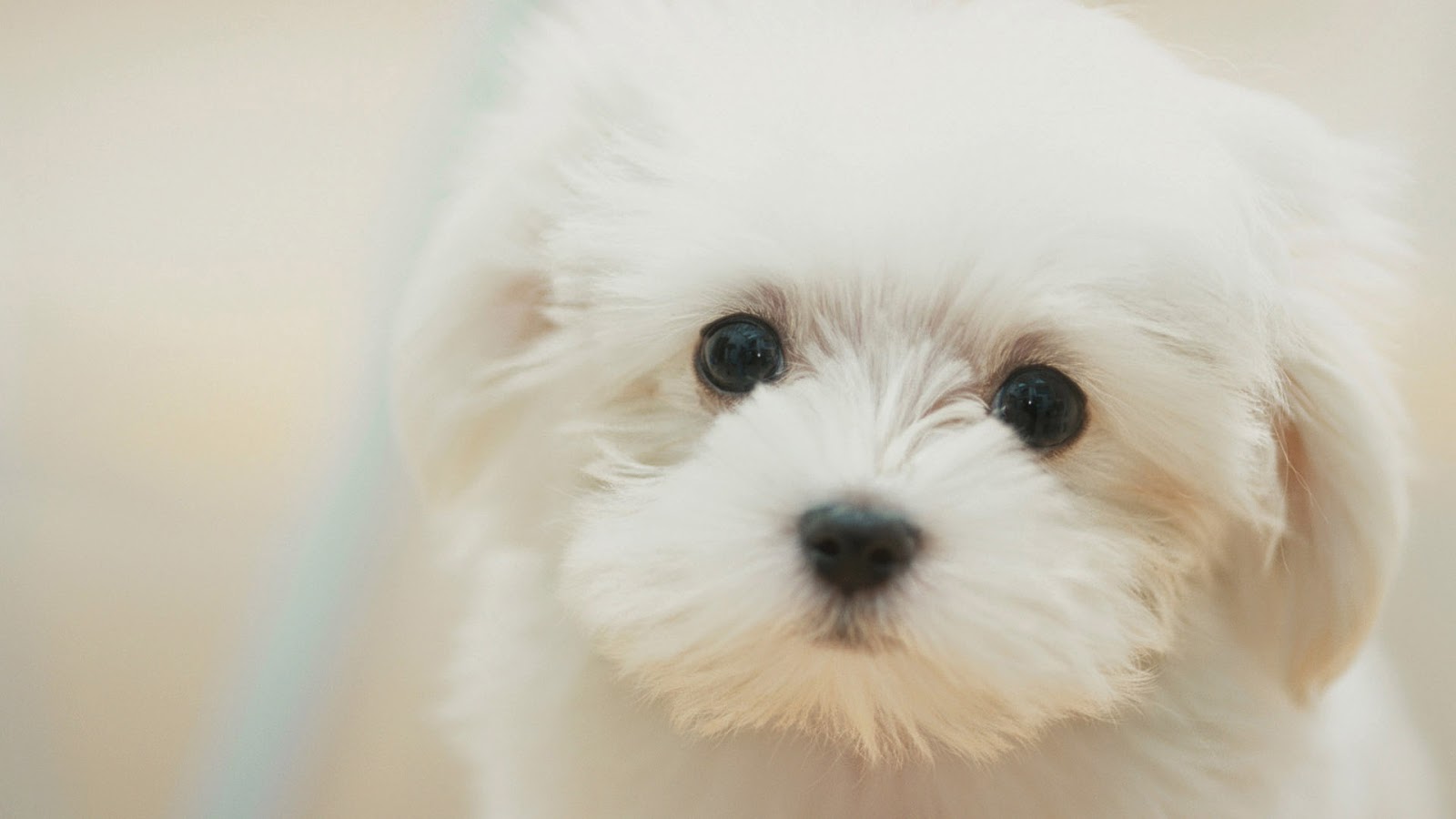 Hình nền động vật những chú cún con | Cute Girl Asian