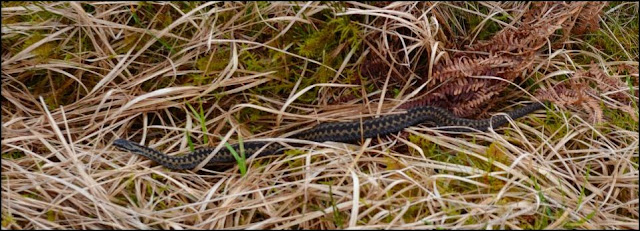Islay Natural History Trust: Adder - Niall Colthart