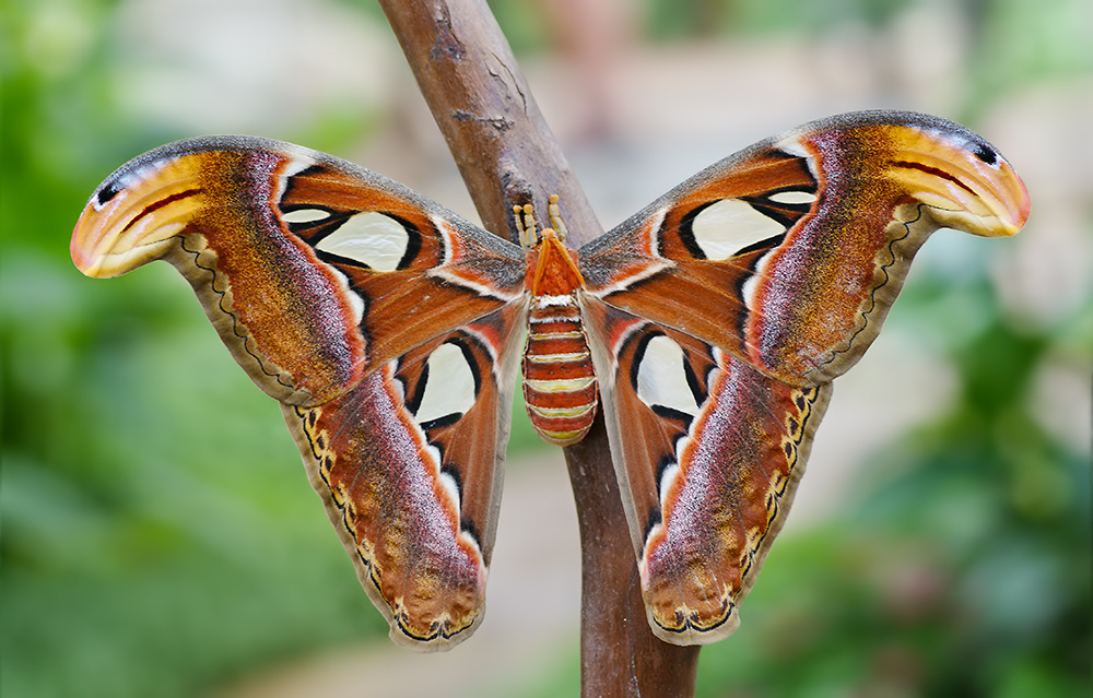 Real Monstrosities: What is the Biggest Insect in the World?