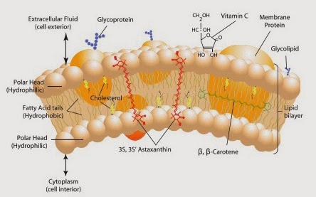 Pääsykoemaraton: Fysiikka 6: Kondensaattori: luku 3.1 Kapasitanssi