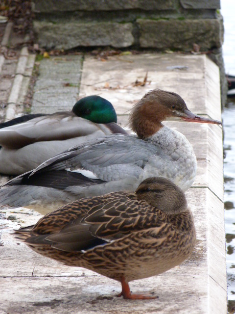 Valley Naturalist: Taking the piscivore