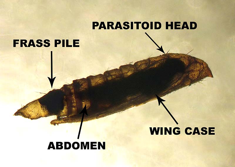 Charlie's moths of Calderdale.: PARASITC WASPS AND MOTHS.