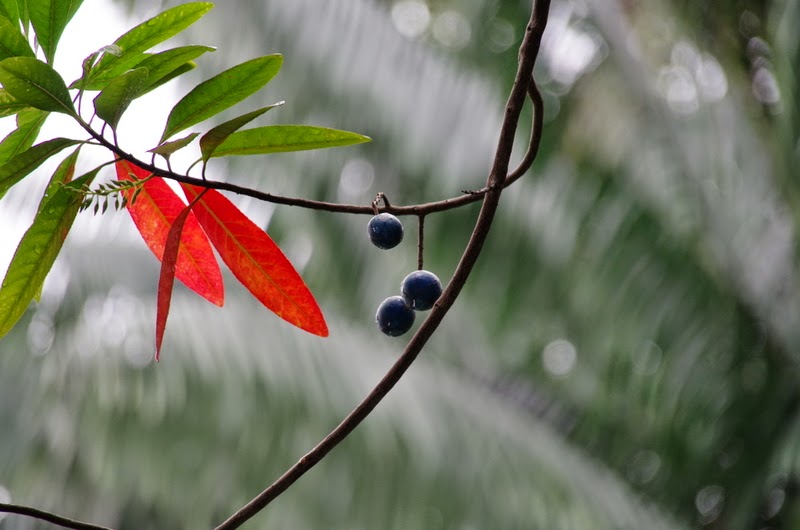 Trees and Plants: Blue Marble Tree (Elaeocarpus Angustifolius)