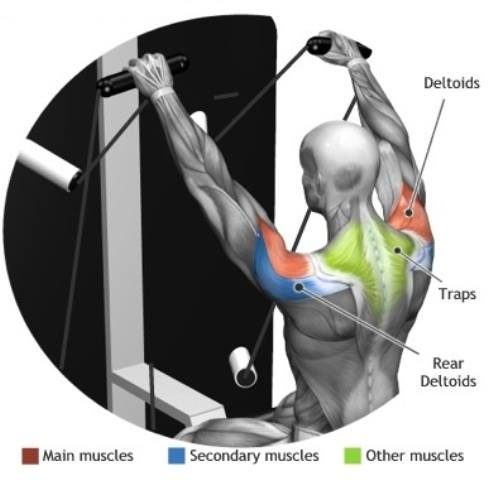 Traps Rear Deltoids Gym Photos : Gym Exercises Picture