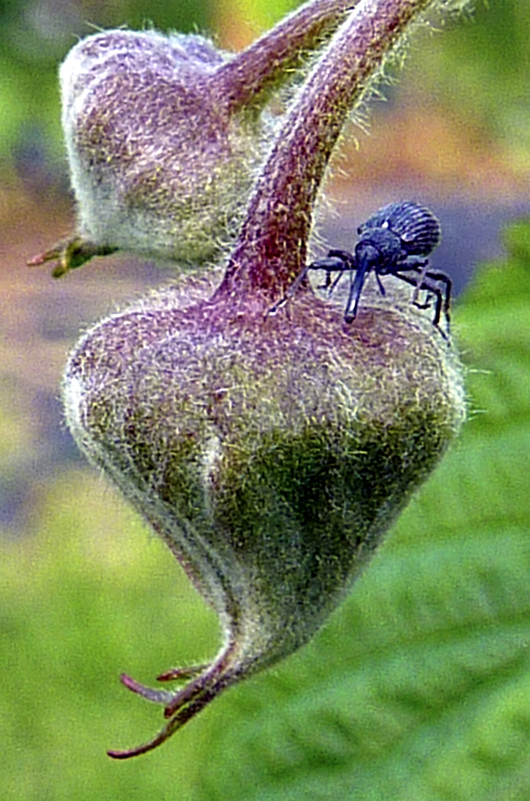 Insect Traps and Lures - Sentomol: Soft fruit trapping for Raspberry ...