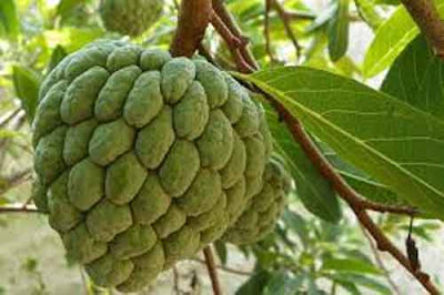 Sitaphal – Fruit Named After Mata Sita in Ramayana – Custard Apple Has ...