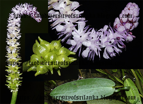 Biodiversity of Sri Lanka: කෙකටිය[kekatiya](Aponogeton natans)