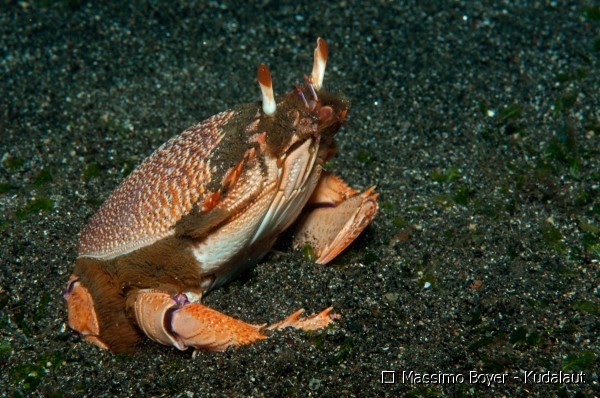 Variety of Life: Raninoida