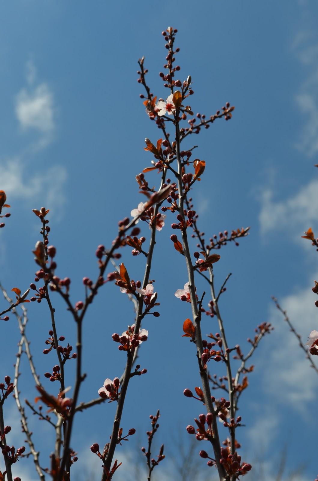 Charming the Birds from the Trees: Thunder Cloud Plum Trees...