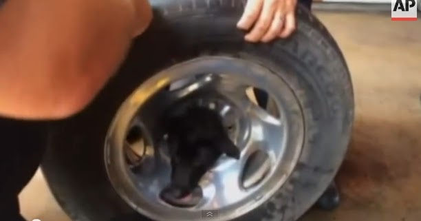 White Wolf : Houston Firefighters Rescue Dog Stuck in Tire Rim (VIDEO)