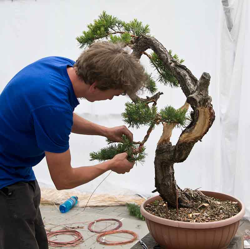 Walter Pall Bonsai Adventures: Generation Bonsai 2018 #10 demo Jan ...
