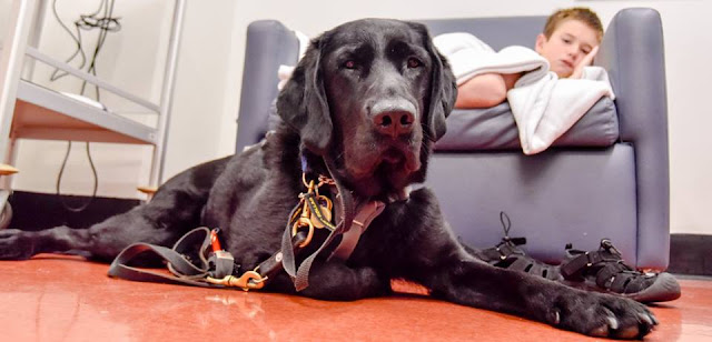 White Wolf : Mahe, the autism assistant dog, never leaves his friend 's ...