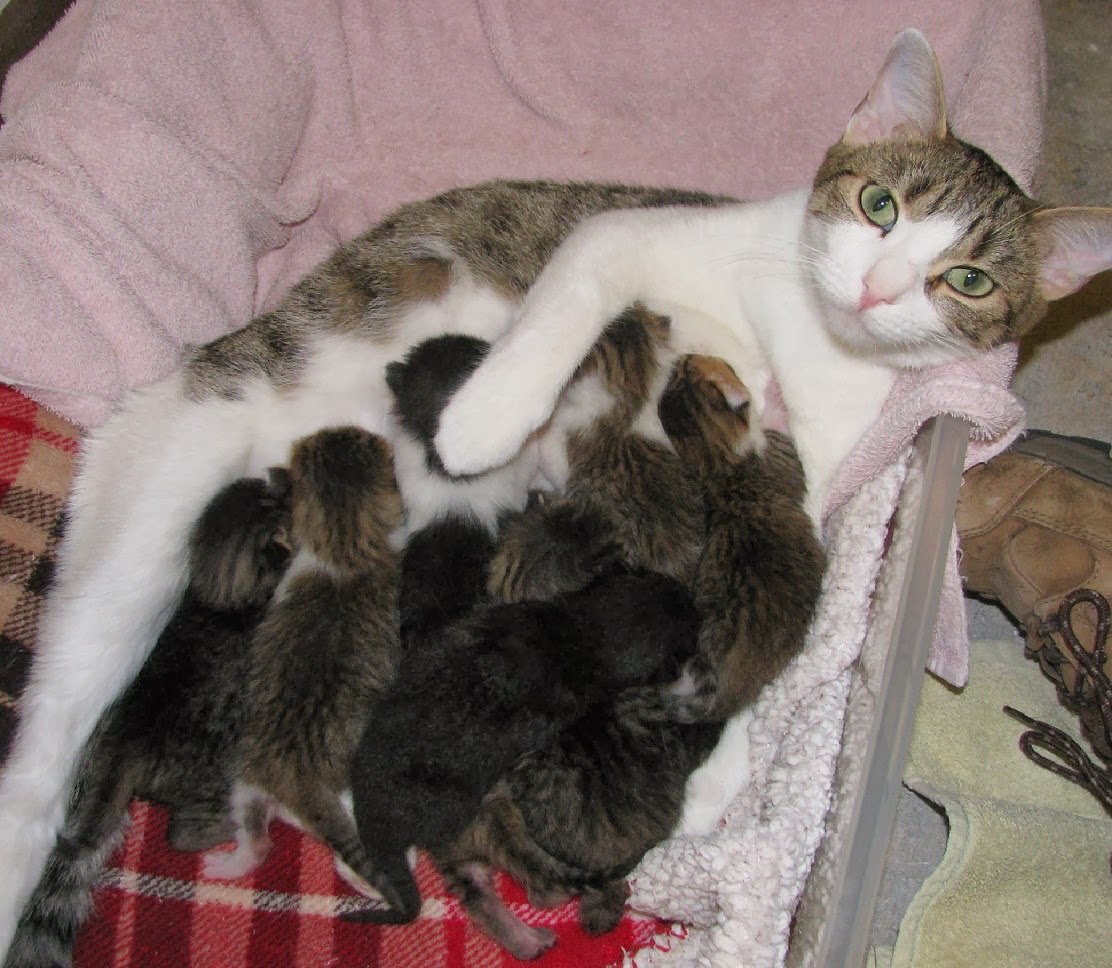 Feline Rescue Cat Tales: New Kitten Cam!